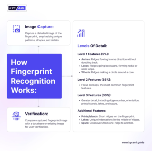 How Does the Biometric Fingerprint System Work?